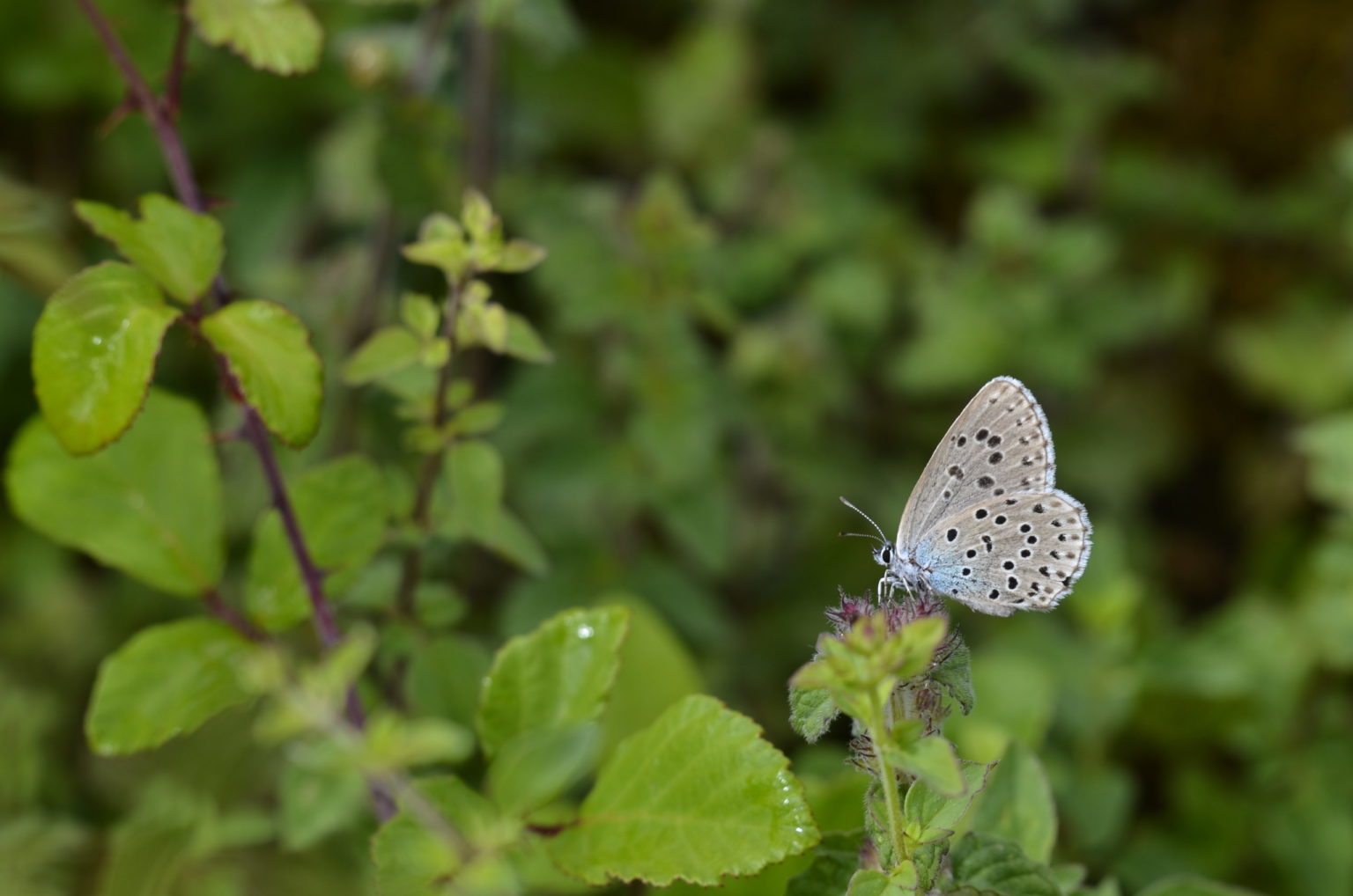L'Azuré du serpolet : papillon fragile